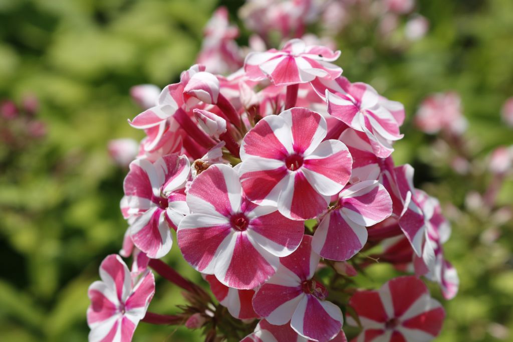 Phlox paniculata ‚Peppermint Twist‘ ® – Hameter Staudengärtnerei