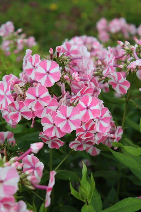 Phlox paniculata ‚Peppermint Twist‘ ® – Hameter Staudengärtnerei
