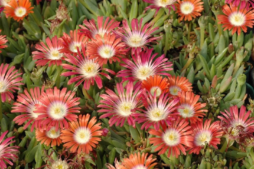 Delosperma dyeri ‚Red Mountain‘ ® – Hameter Staudengärtnerei