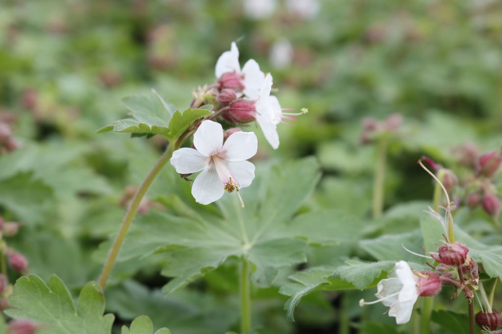 Geranium macrorrhizum ‚Spessart‘ – Hameter Staudengärtnerei