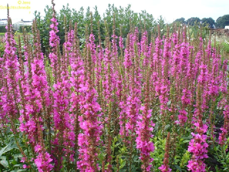 Lythrum salicaria ‚Robert‘ – Hameter Staudengärtnerei