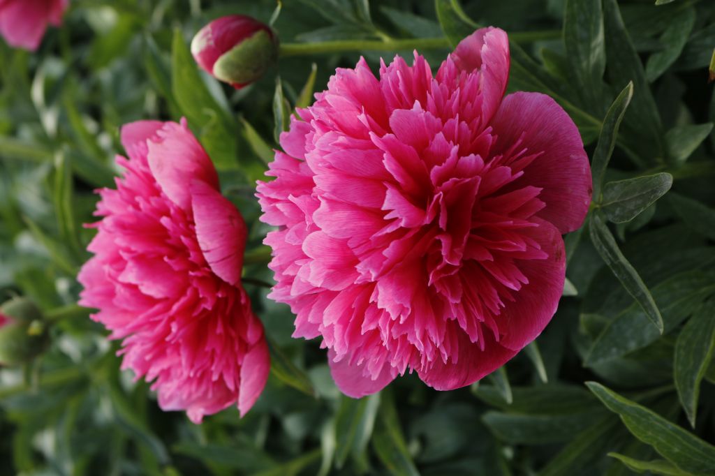 Paeonia officinalis ‚Rosea Plena‘ – Hameter Staudengärtnerei