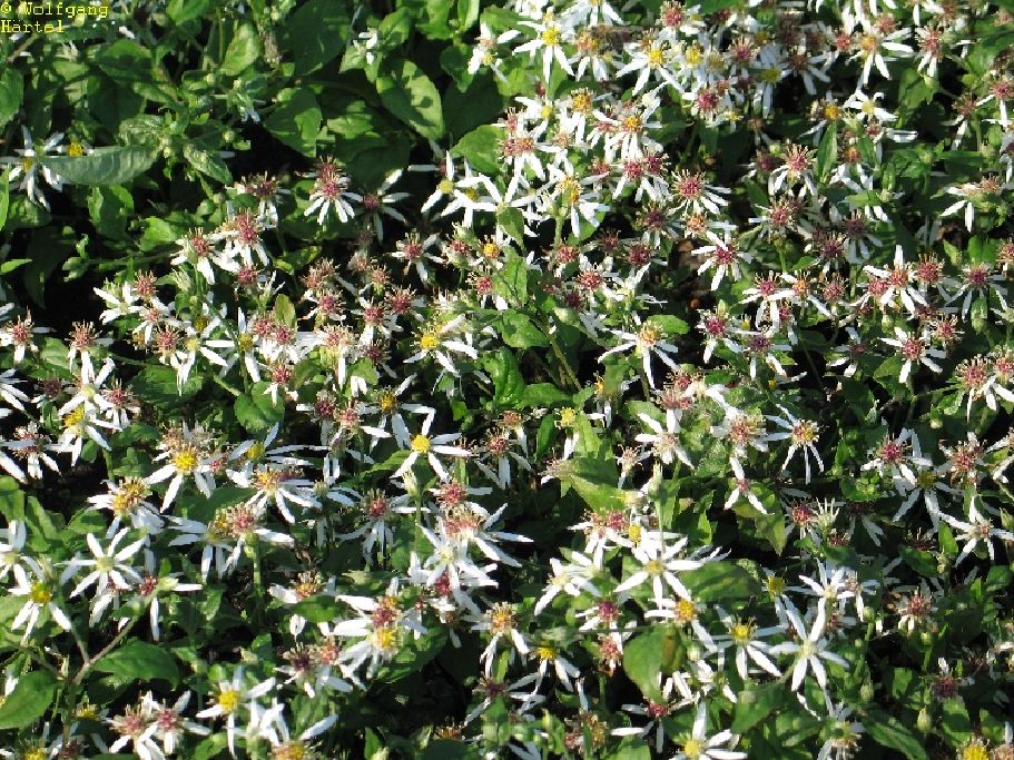 Aster divaricatus – Hameter Staudengärtnerei