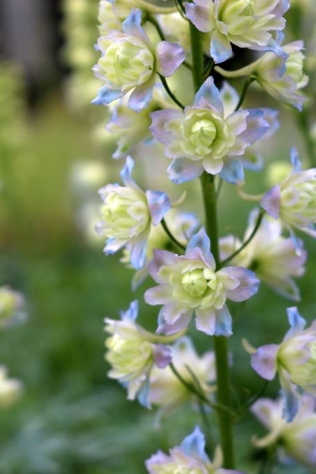 Delphinium Highlander ‚Moonlight‘ ® – Hameter Staudengärtnerei