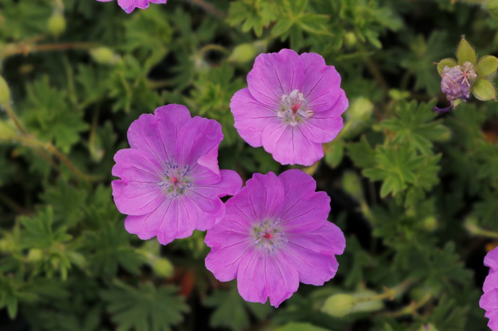 Geranium sanguineum ‚Max Frei‘ – Hameter Staudengärtnerei